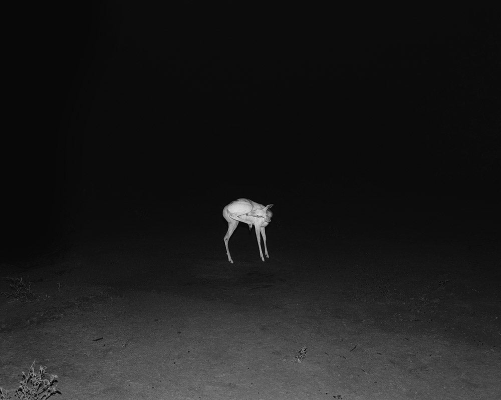 Jasper - Twin Palms Publishers